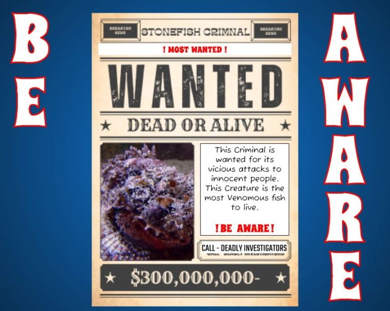 Wanted Stonefish 🐠 – Zara-Mao @ New Brighton Catholic